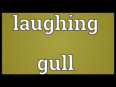 Laughing gull Meaning