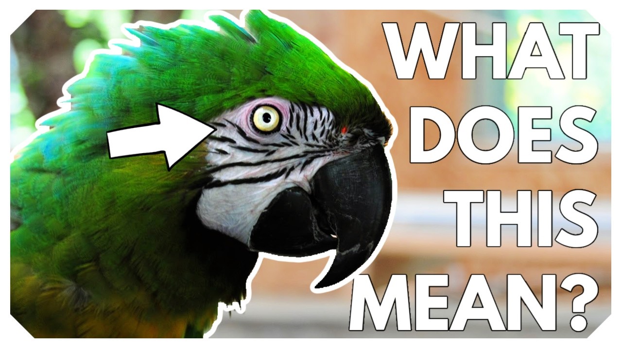 Mastering Parrot Body Language