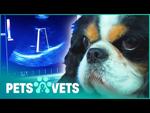 Strong-Willed Spaniel Is Defying The Odds | Rescue Vet
