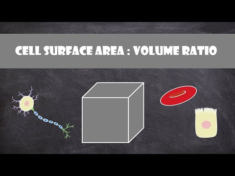 Cell Surface Area: Volume Ratio | Cell Biology