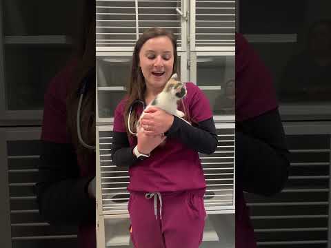 What is so important about the distemper vaccine for kittens?