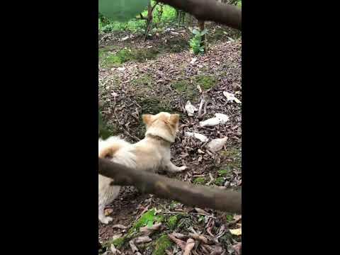 cobra caught by hunting dogs#trending #pets #animals #cobra #snake #viralvideo #livestream #dog