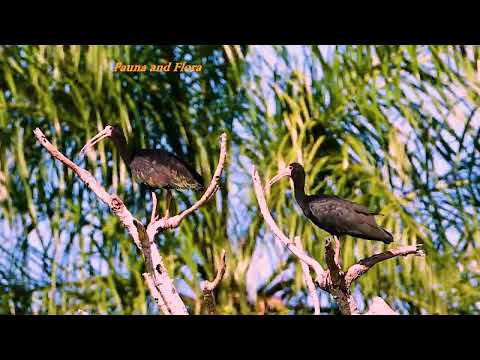 BARE-FACED IBIS, (PHIMOSUS INFUSCATUS), TAPICURU, Birds of marshy regions.