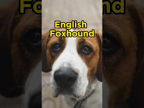 A dog breed for hunting foxes #dogs