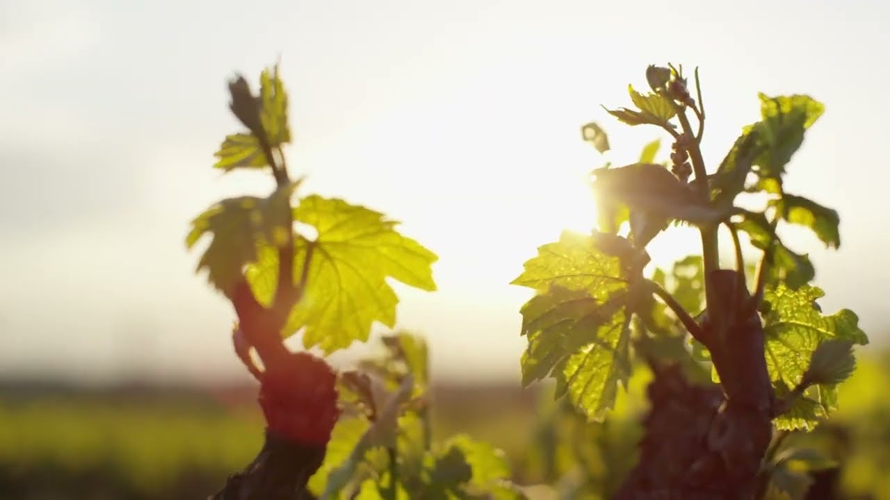 GOLIATE - gels et lubrifiants naturels certifiés bio - made in France ...