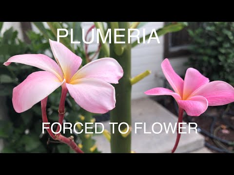 PLUMERIA- HOW TO FORCE BLOOMING