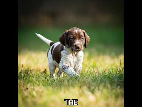 What is the highest heart rate that a Pointer puppy can safely have during exercise? Dog Trivia