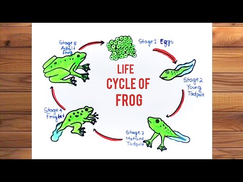 How to draw Life cycle of Frog Diagram drawing/Life Cycle Of Frog Step by Step Drawing