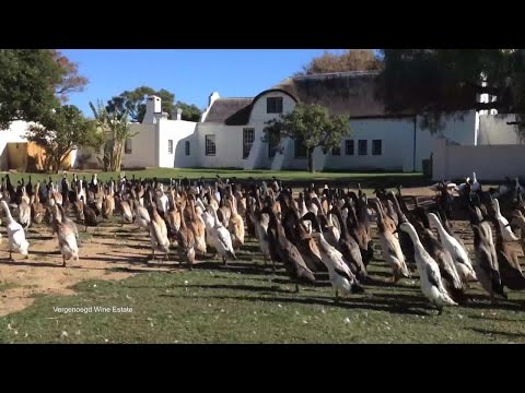 800 Running Ducks Help Make Wine