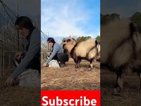 🐐💃#sheepsaxe #farmlife #goat #farmshorts #animals #farming#funny #comedy #goatshorts #nigeriandwarf