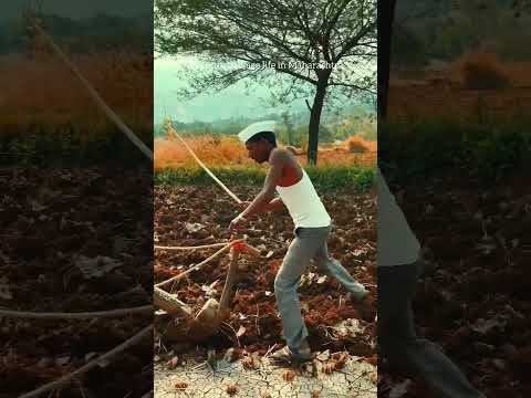 Beautiful Village Life in Maharashtra