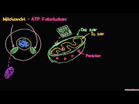 Mitokondri (video) | Hücrenin Yapısı | Khan Academy
