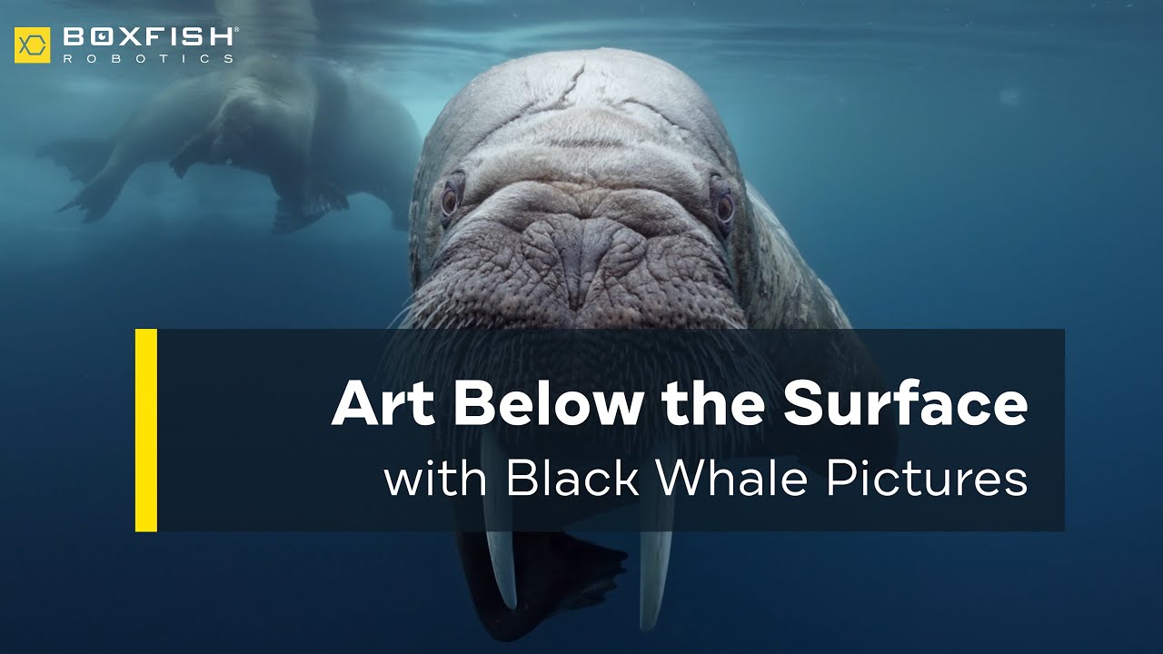 Art Below the Surface with Black Whale Pictures