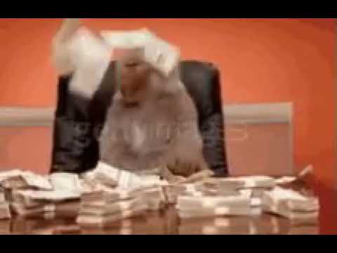 Money monkey GIF