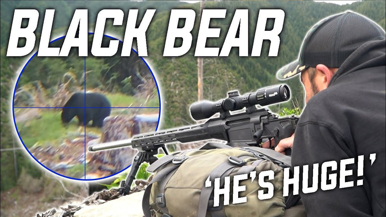 Shots fired On a GIANT (OREGON BLACK BEAR)