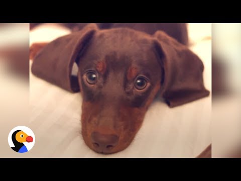Dachshund Puppy is Master of Puppy Dog Eyes | The Dodo