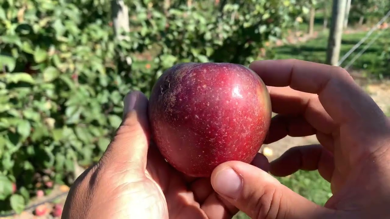 Liberty Apple Tasting