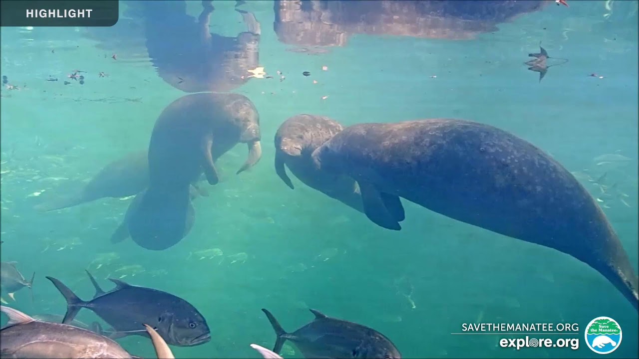 60+ Live Webcams for Virtual Office Backgrounds ...