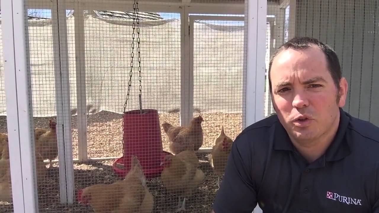 Backyard chickens: What to do with an aggressive rooster