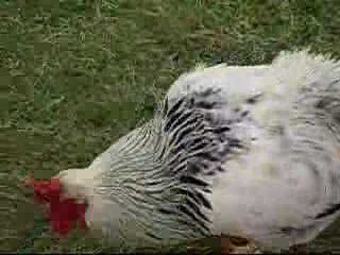 Rooster Chases After Boy | Quipster
