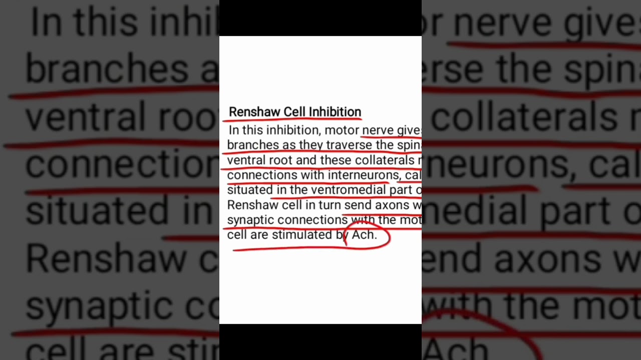 Renshaw Cell inhibition