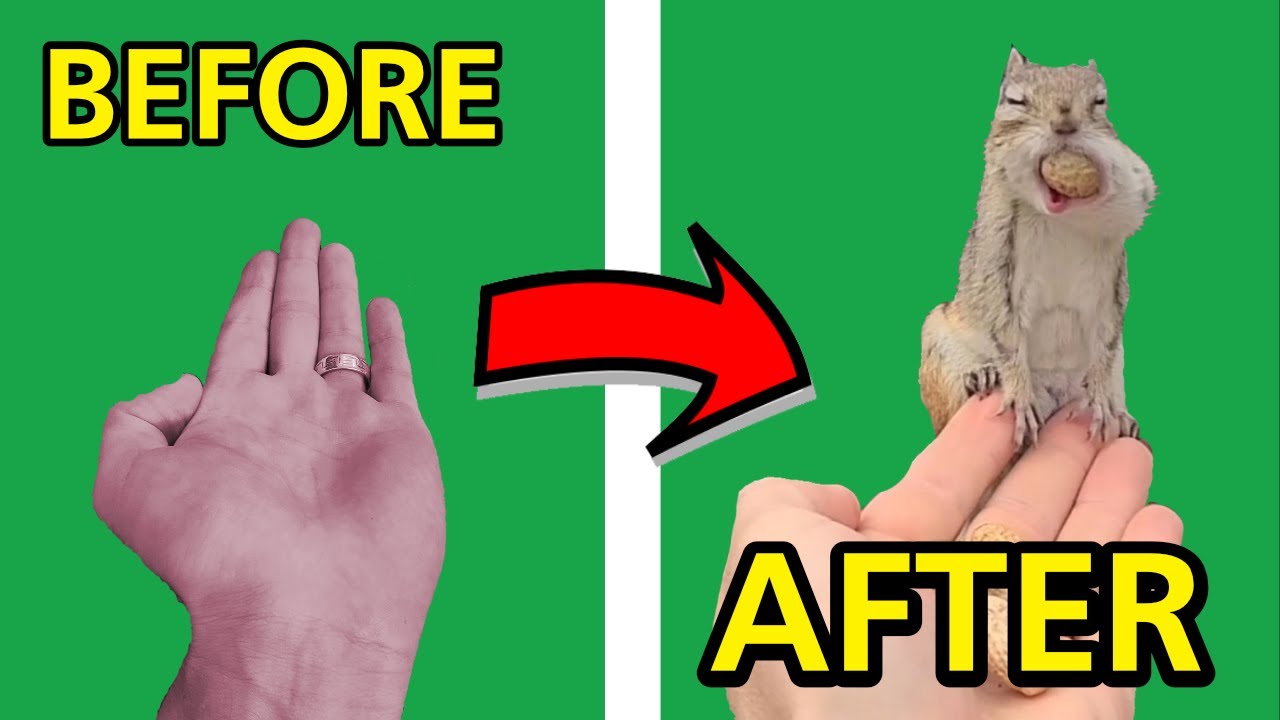 How To Make Friends With Chipmunks