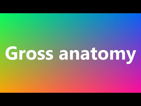 Gross anatomy - Medical Meaning and Pronunciation