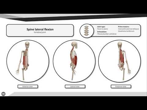 Spine lateral flexion