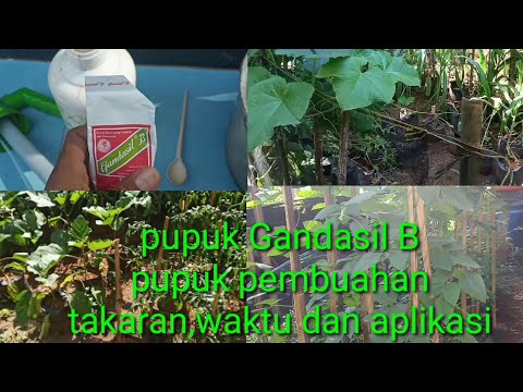 Pupuk Gandasil B dan aplikasinya #pupukbuah#GandasilB