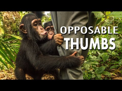 Learn to use the opposable thumbs of your brain to succeed!