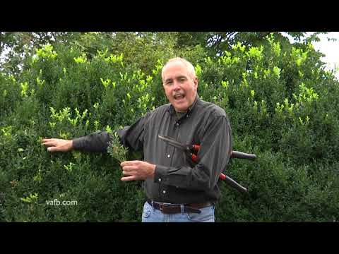 In the Garden - Too late to prune boxwoods
