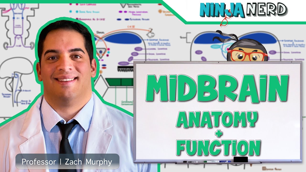Understanding the Midbrain: Anatomy and Function | Galaxy.ai