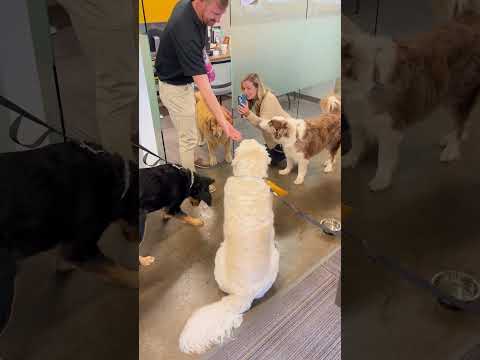 Take Your Dog to Work Day 2025