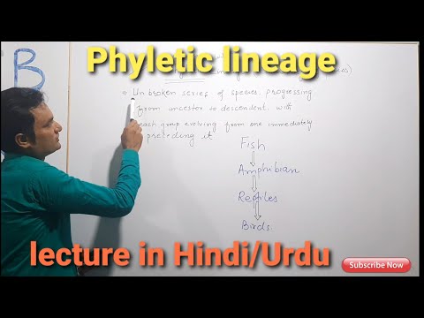 Phyletc lineage ,Ch. 1 XI , lecture in Hindi/Urdu ,biology by Dileep kumar kataria