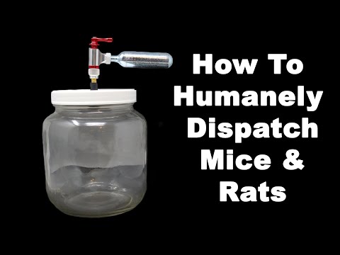 How To Humanely Dispatch Invasive Mice & Rats. Mousetrap Monday