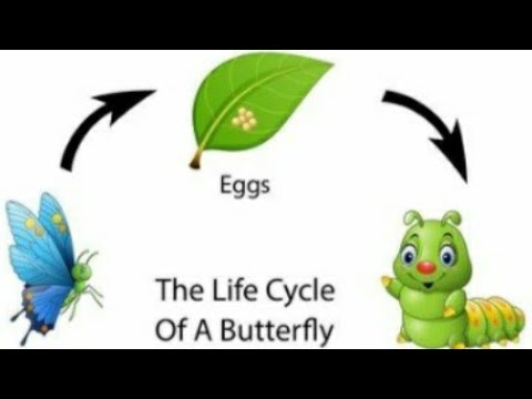 butterfly life cycle quiz for kids