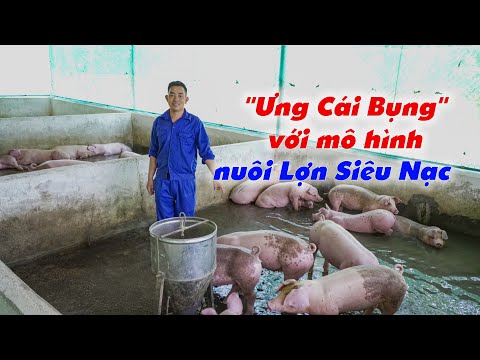 Mô hình nuôi lợn siêu nạc an toàn - không dùng chất cấm || Kỹ thuật nuôi heo thịt siêu nạc