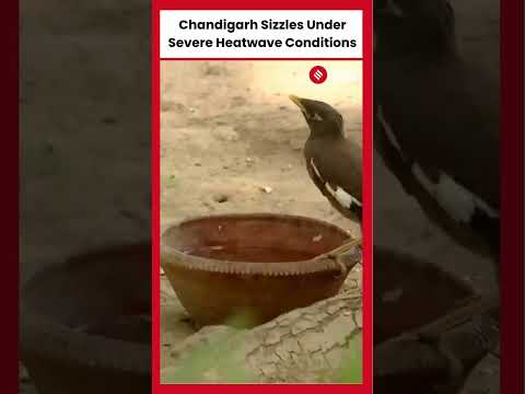 Chandigarh Sizzles In Severe Heatwave, Temperatures to Soar Further