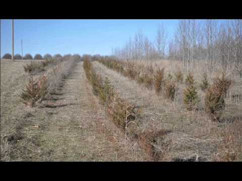 Red Cedar Trees We Grow and Sell
