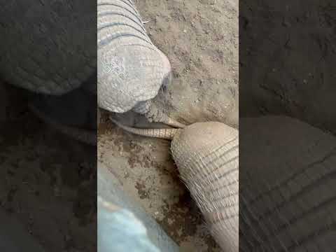 Do you have any armadillos in your yard?! #armadillo #armadilloskeepdigging #snakefarm #shorts