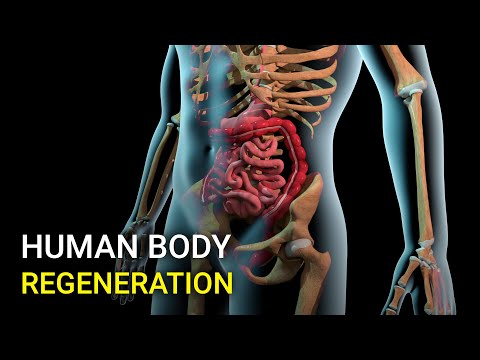 The incredible power of human body regeneration