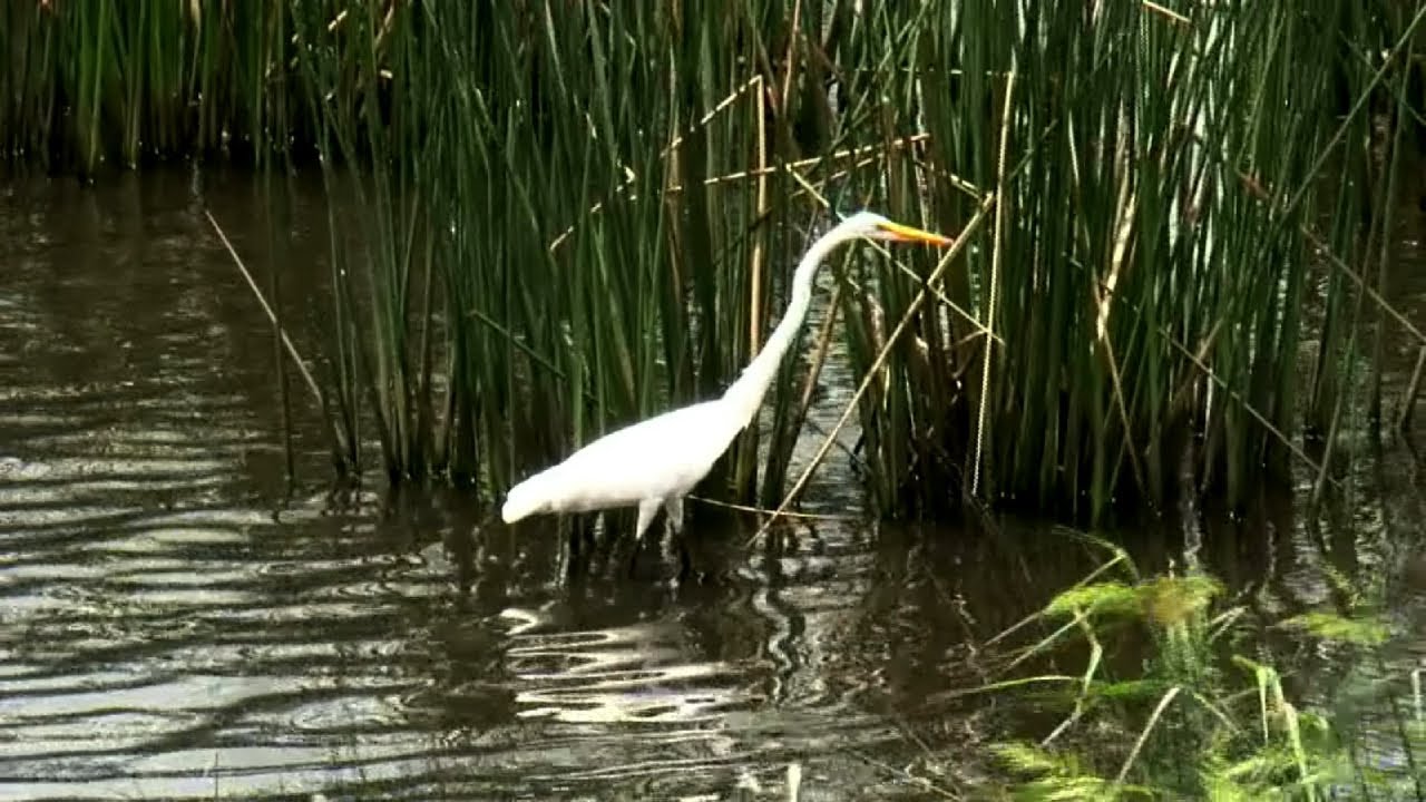 Conservation Programs Present And Future