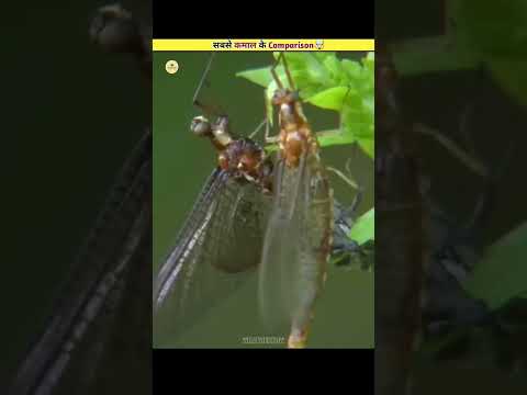The Most Amazing Comparison