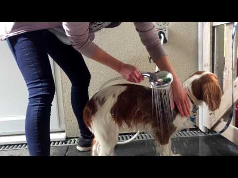Washing Dogs With An Outdoor Warm Water Dog Shower