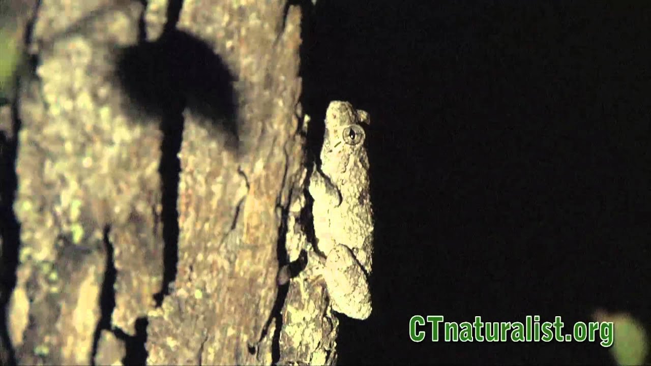 Gray Tree Frog - camouflage king
