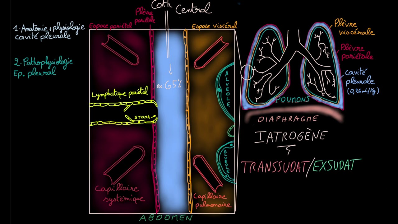 Epanchement pleural - Docteur Synapse