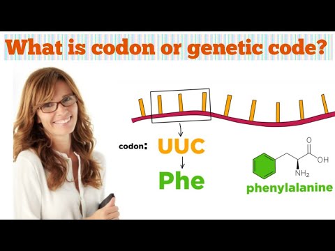 What is Codon/Genetic Code?