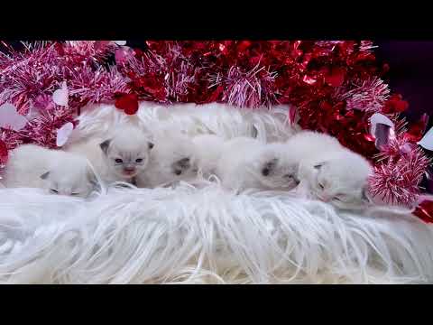 Six Little Snowflakes! 🐱💘🍼 Newborn Ragdoll Kittens