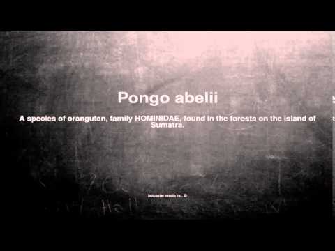 Medical vocabulary: What does Pongo abelii mean