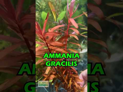 Fully Undwerwater Grown AMMANIA GRACILIS growing wild in this basin!